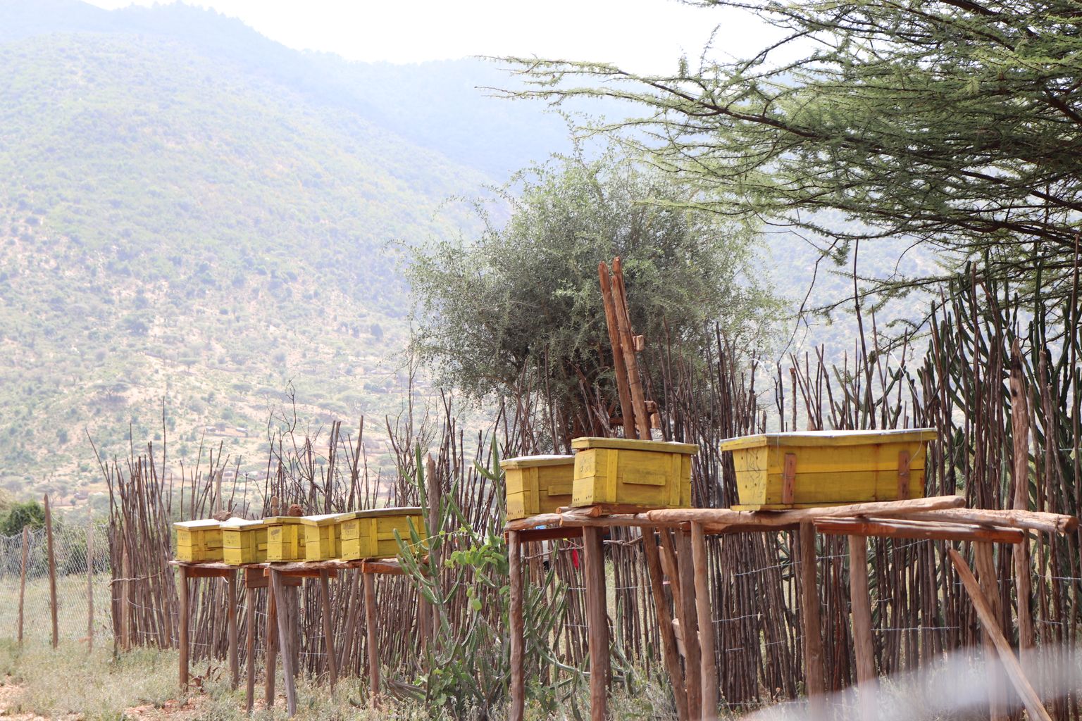 Women in Kenyan ASALs spearheading climate change resilience for ...