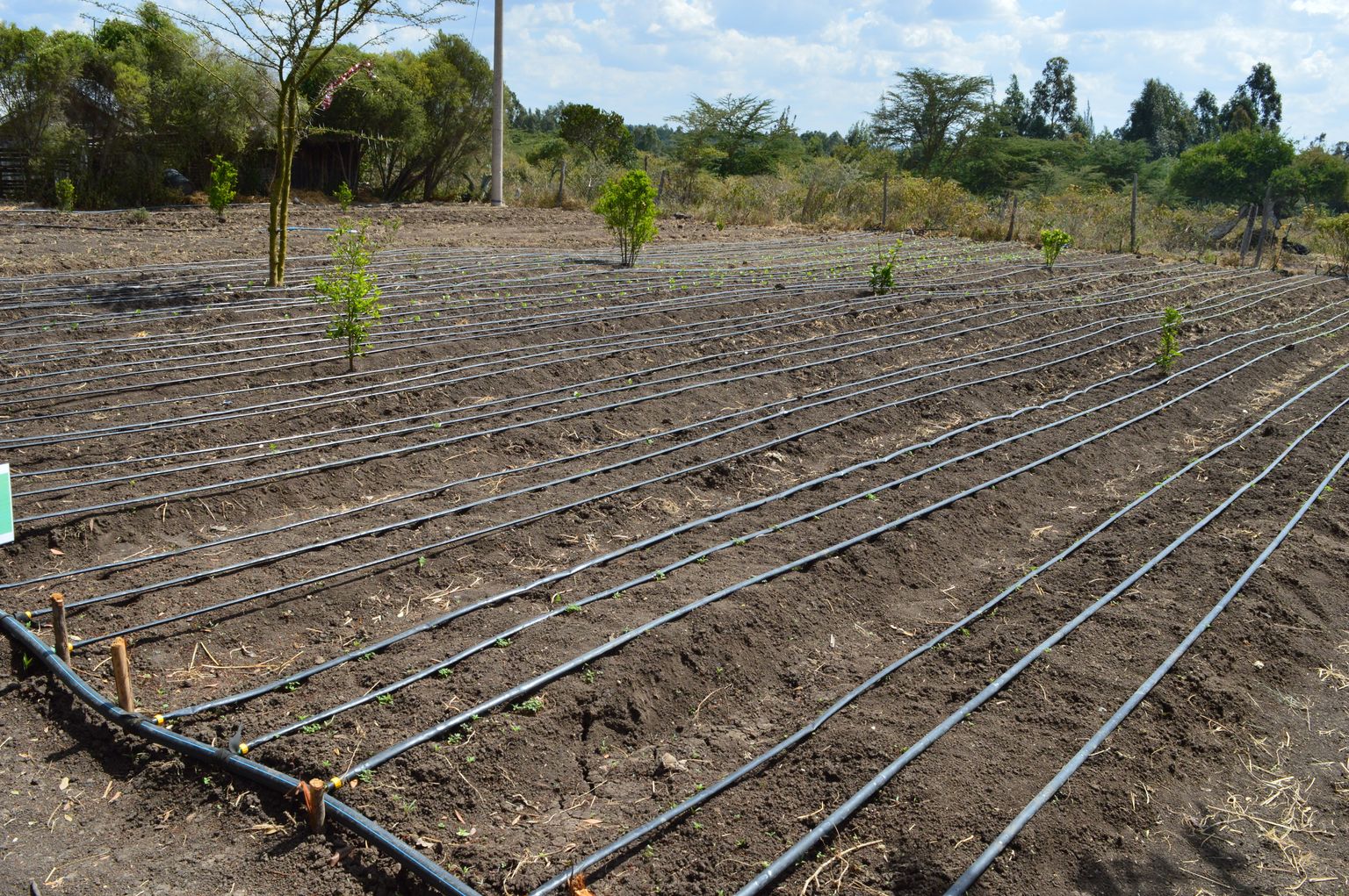 Rural farmers reap the benefits of solar water pumping in Kenya | SNV