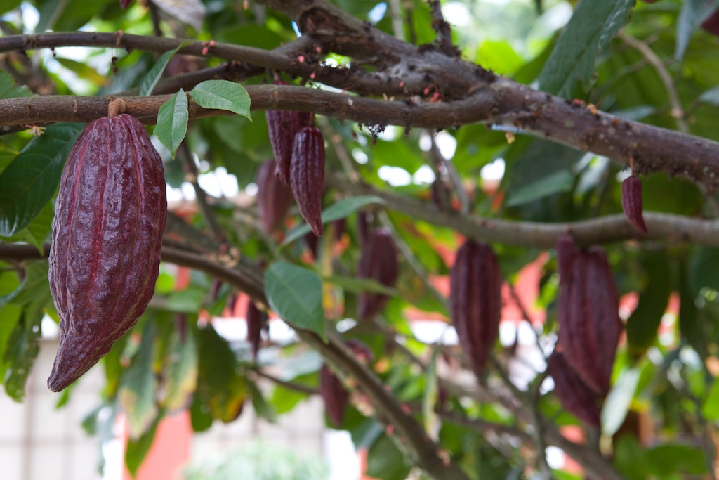 Full Sun to Shaded Cocoa Agro-forestry Systems (SCAFS) | SNV