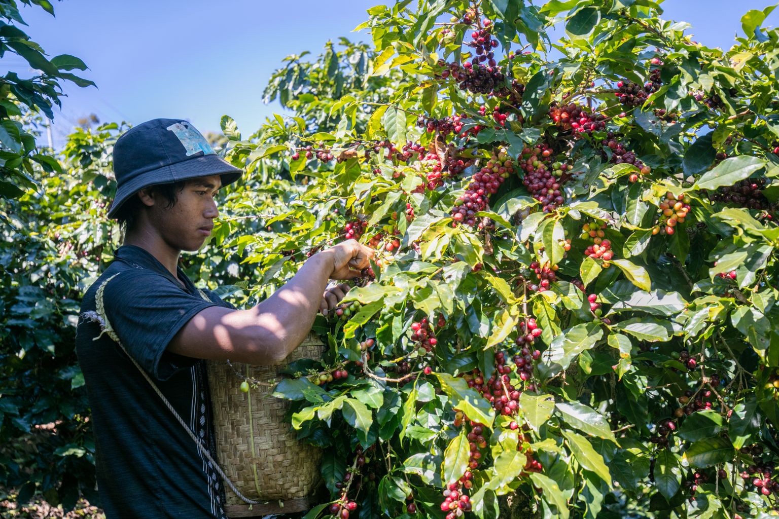 Digitalisation | SNV