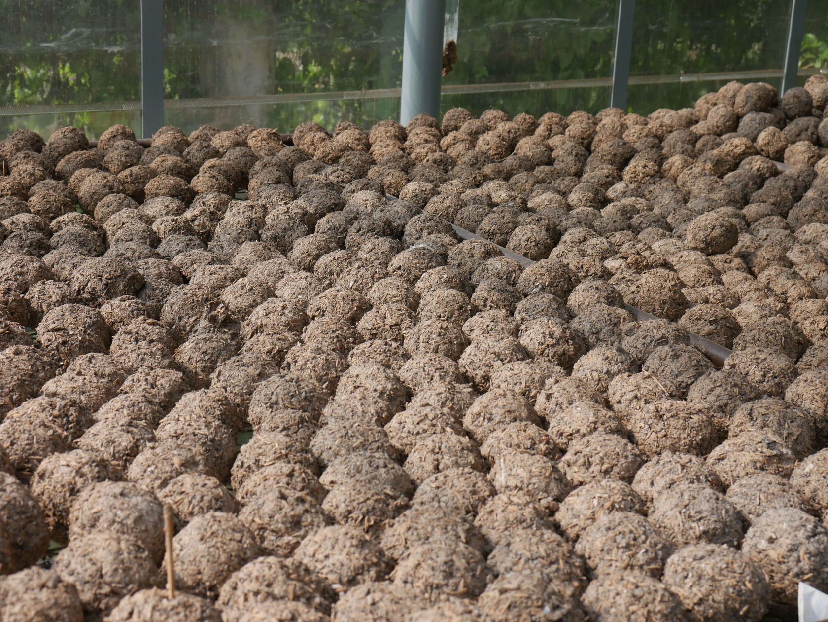 Faecal sludge reuse - fuel briquettes and charcoal production | SNV