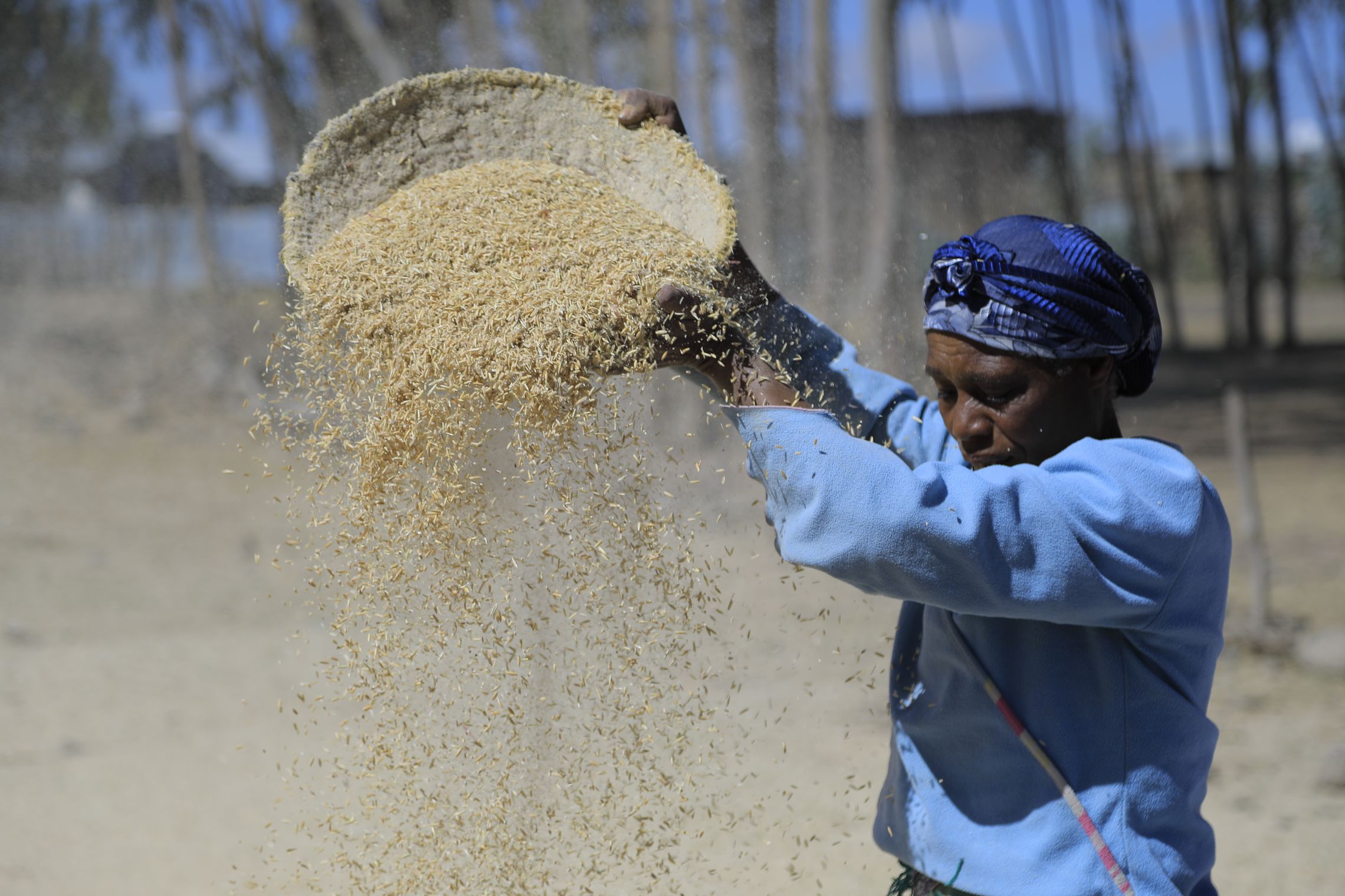 Nutridense: Cultivating change in Ethiopian agriculture and nutrition | SNV