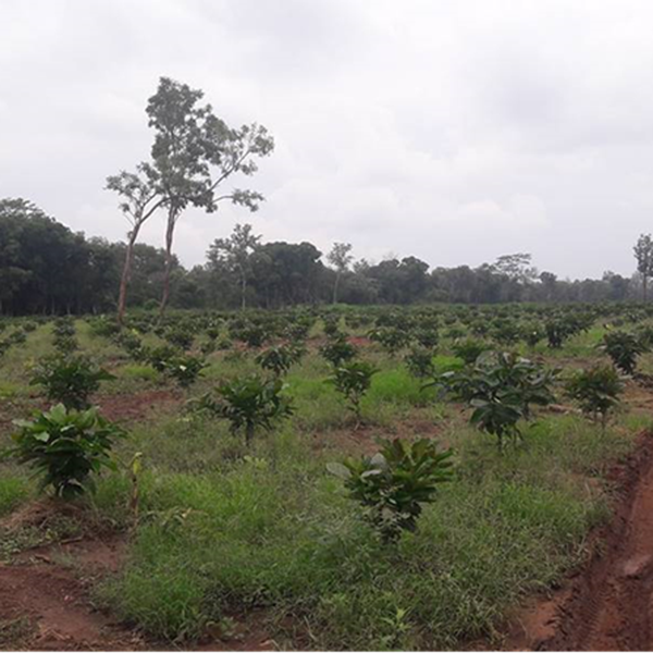 DFCD funds sustainable agroforestry in South Sudan to combat climate ...