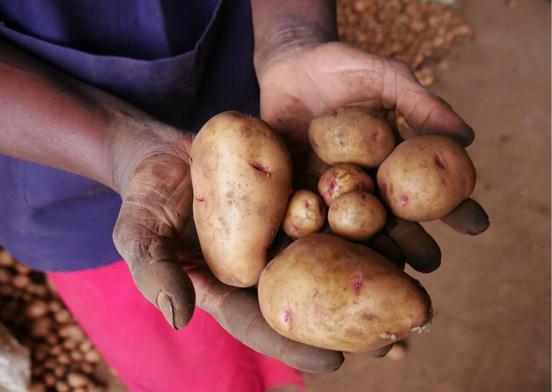 Irrigation key to sustainable agriculture for smallholder potato ...