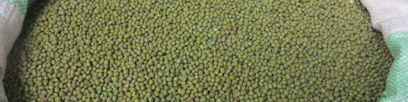 Rediscover profitability of Green Grams farming despite a changing ...