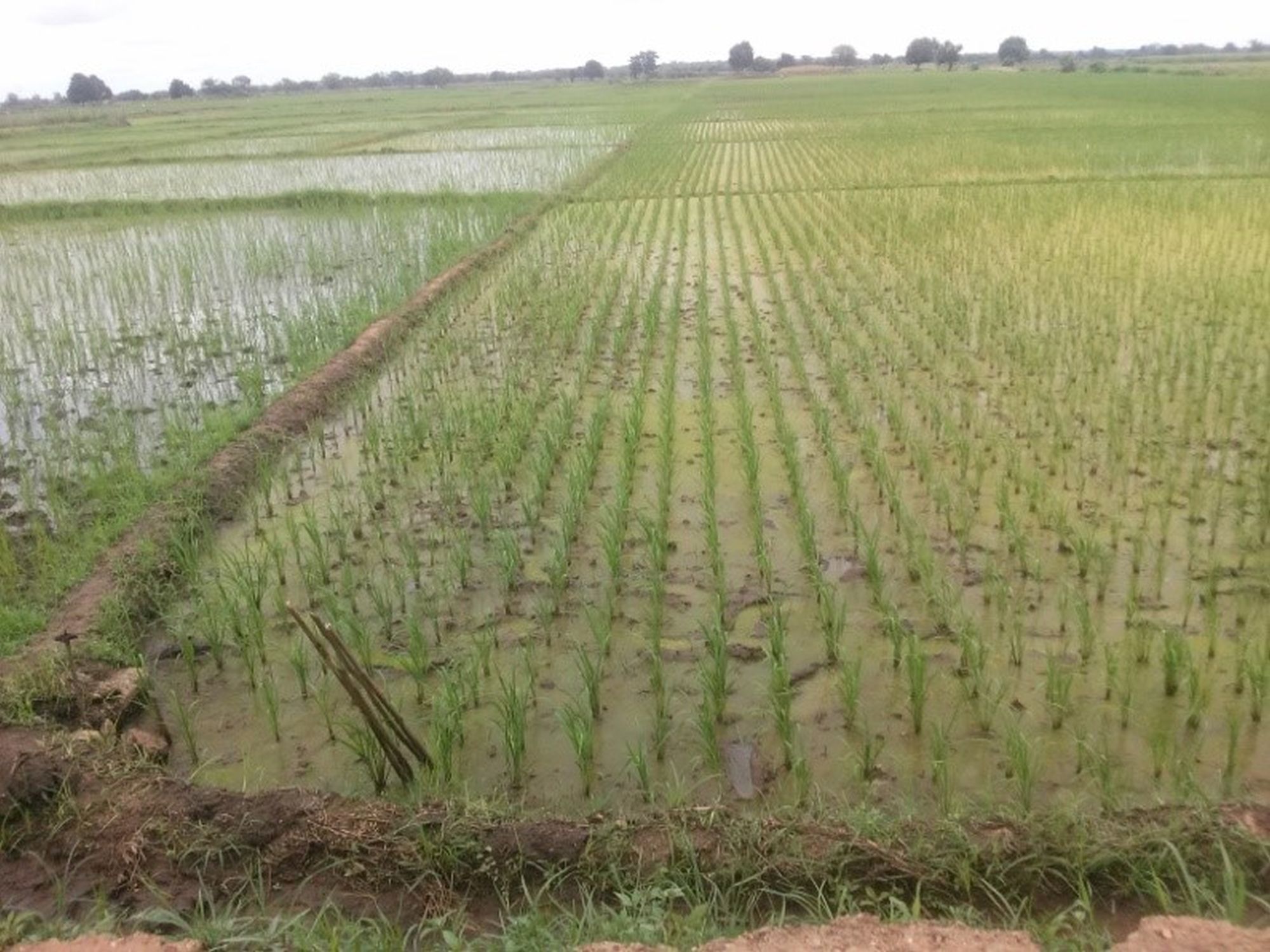 Local rice farmers can feed West Africa | SNV