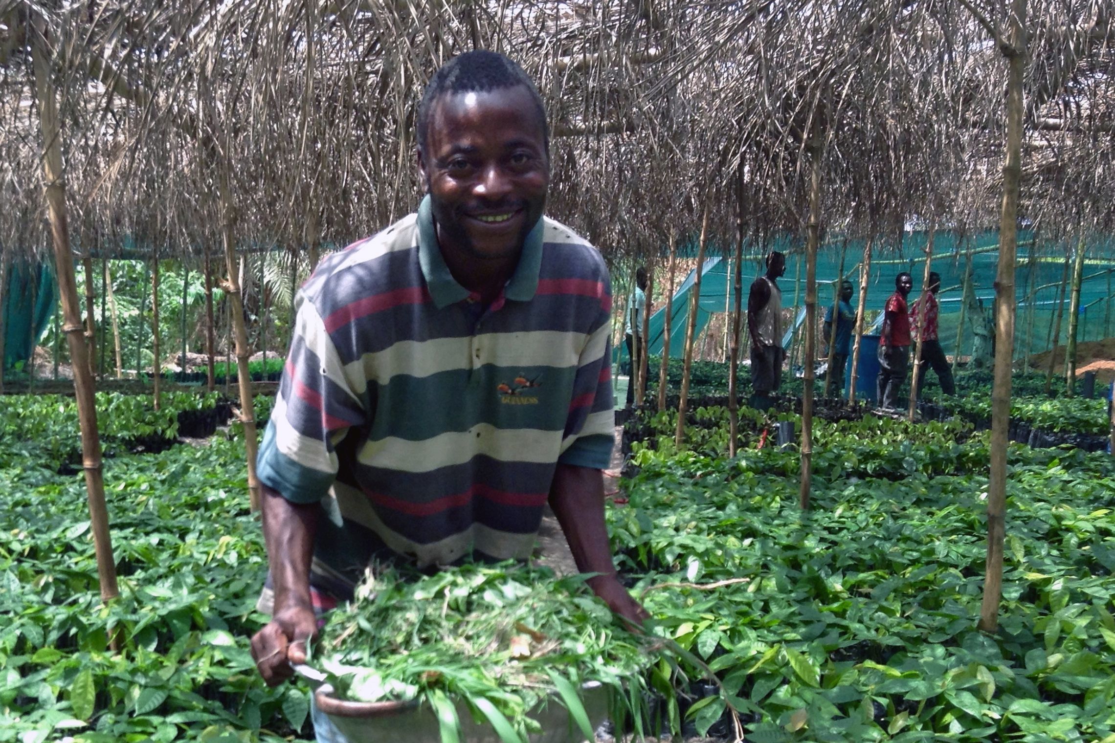 Nursing future production – towards shaded cocoa farms | SNV