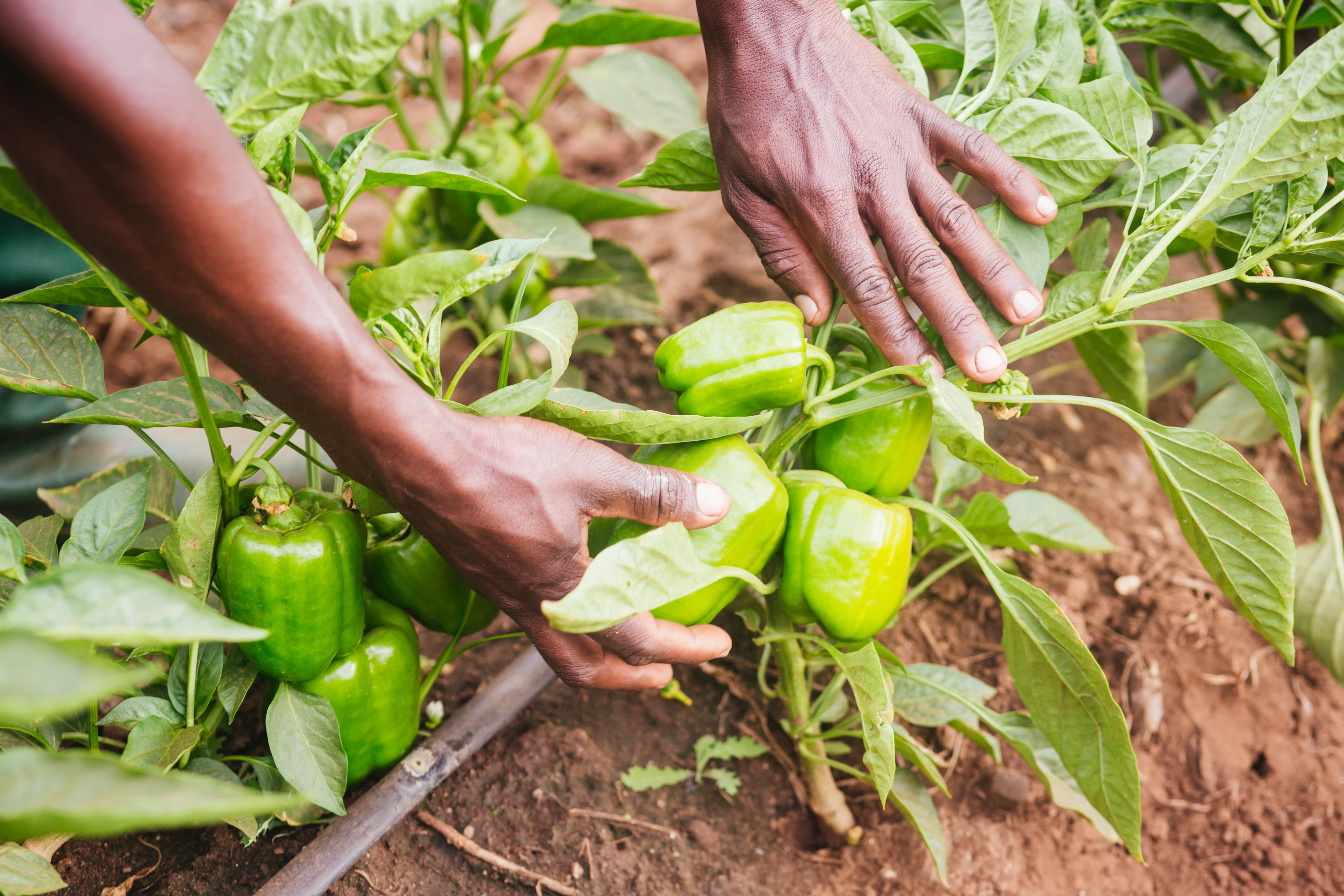 “The world needs more food, and it requires sustainable food systems ...