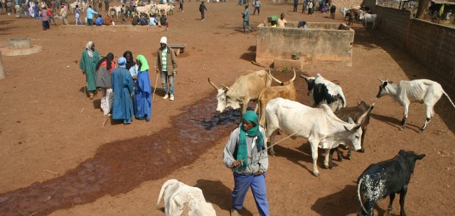 Garbal information service increases pastoralists’ resilience in Mali | SNV