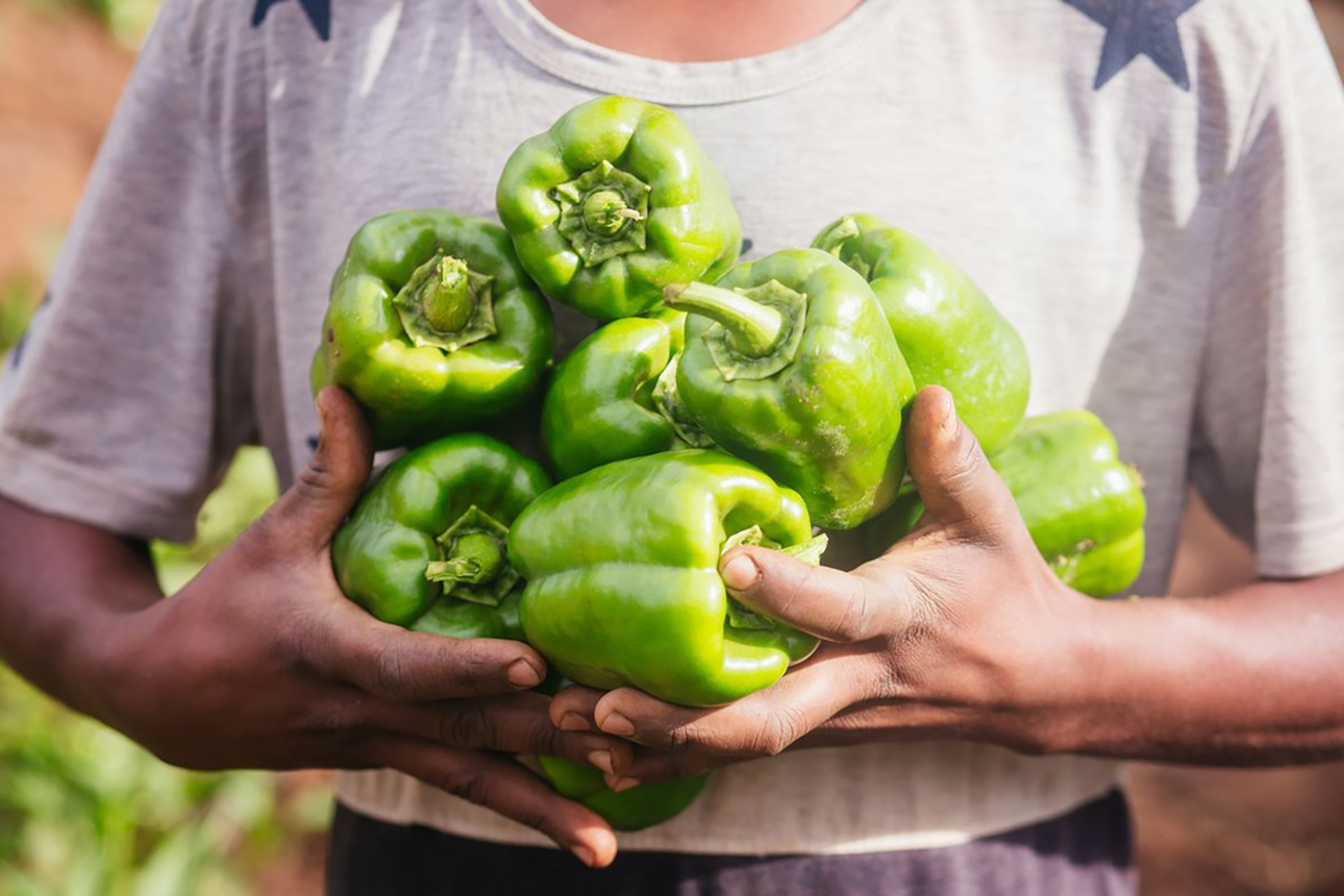 HortInvest Rwanda | SNV