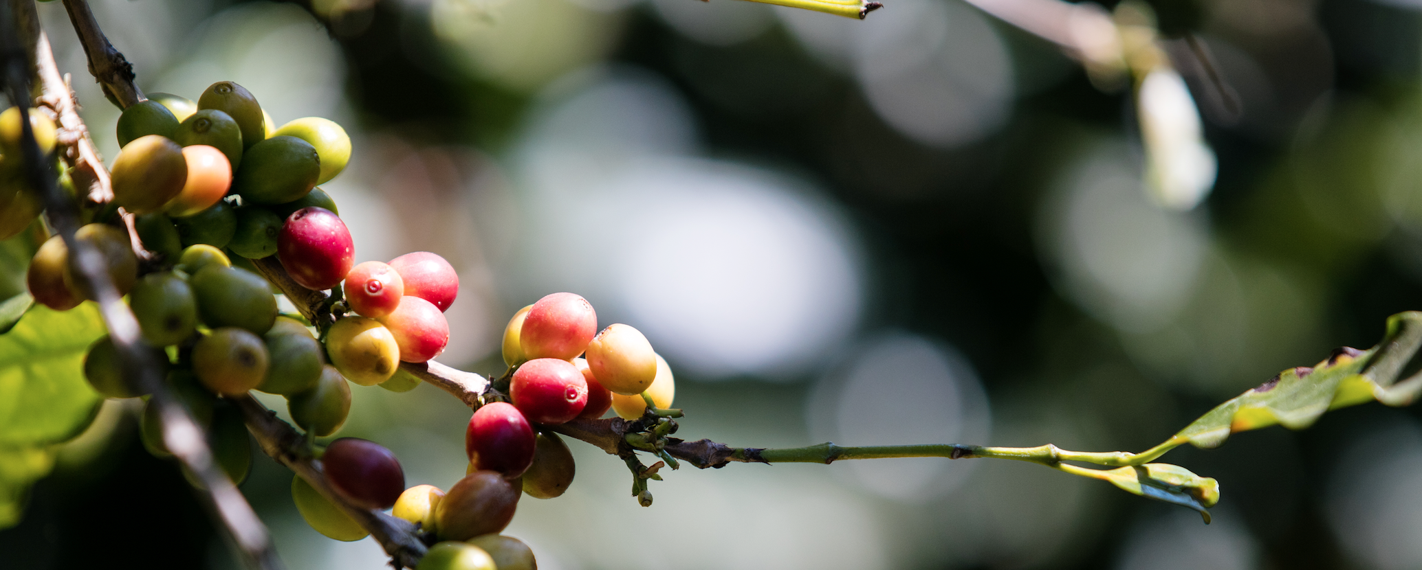 SNV becomes a partner in the Sustainable Coffee Challenge | SNV
