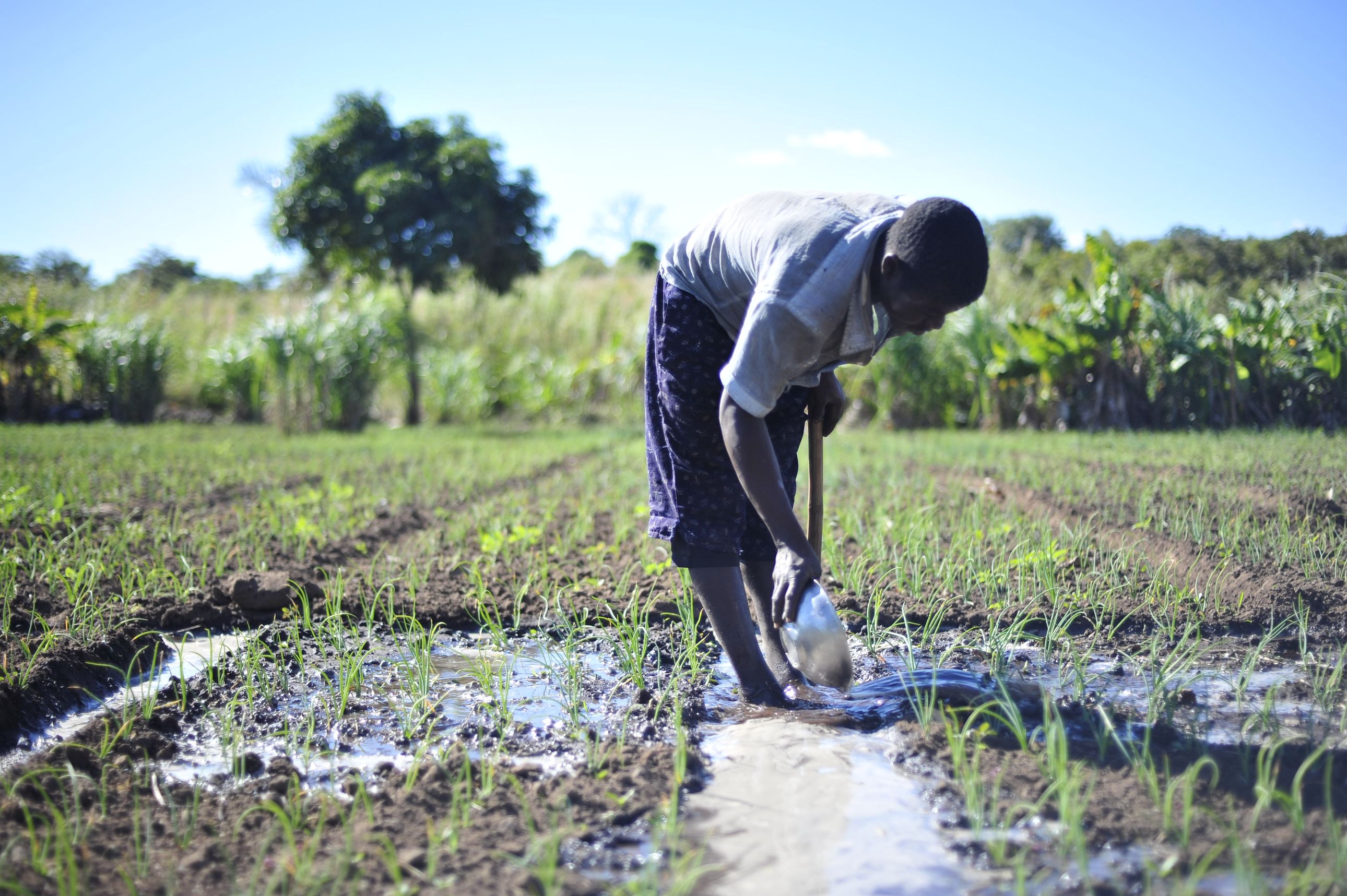 Youth Employment in the Beira Corridor | SNV