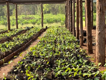 Equatoria Teak Company – The journey to becoming investment ready | SNV