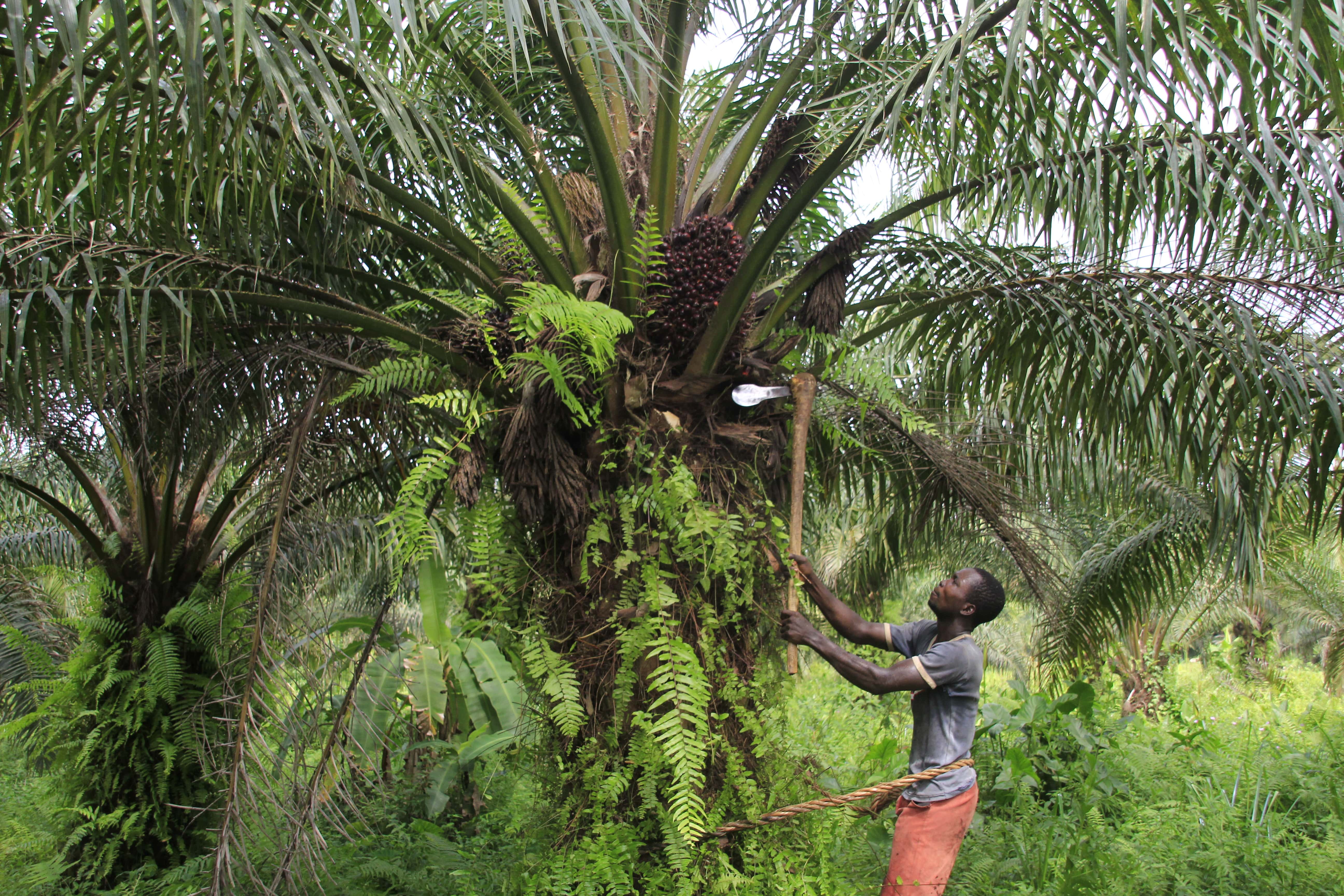 Agro Business Centre (ABC) | SNV