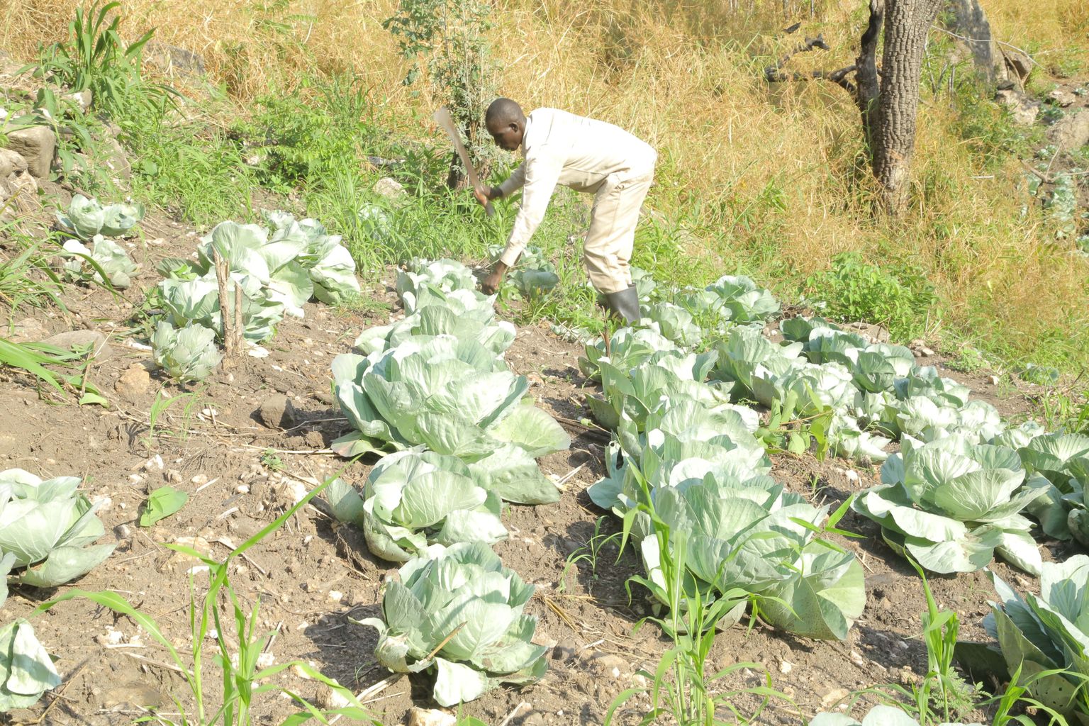 SNV surpasses project targets to create employment for young people in ...