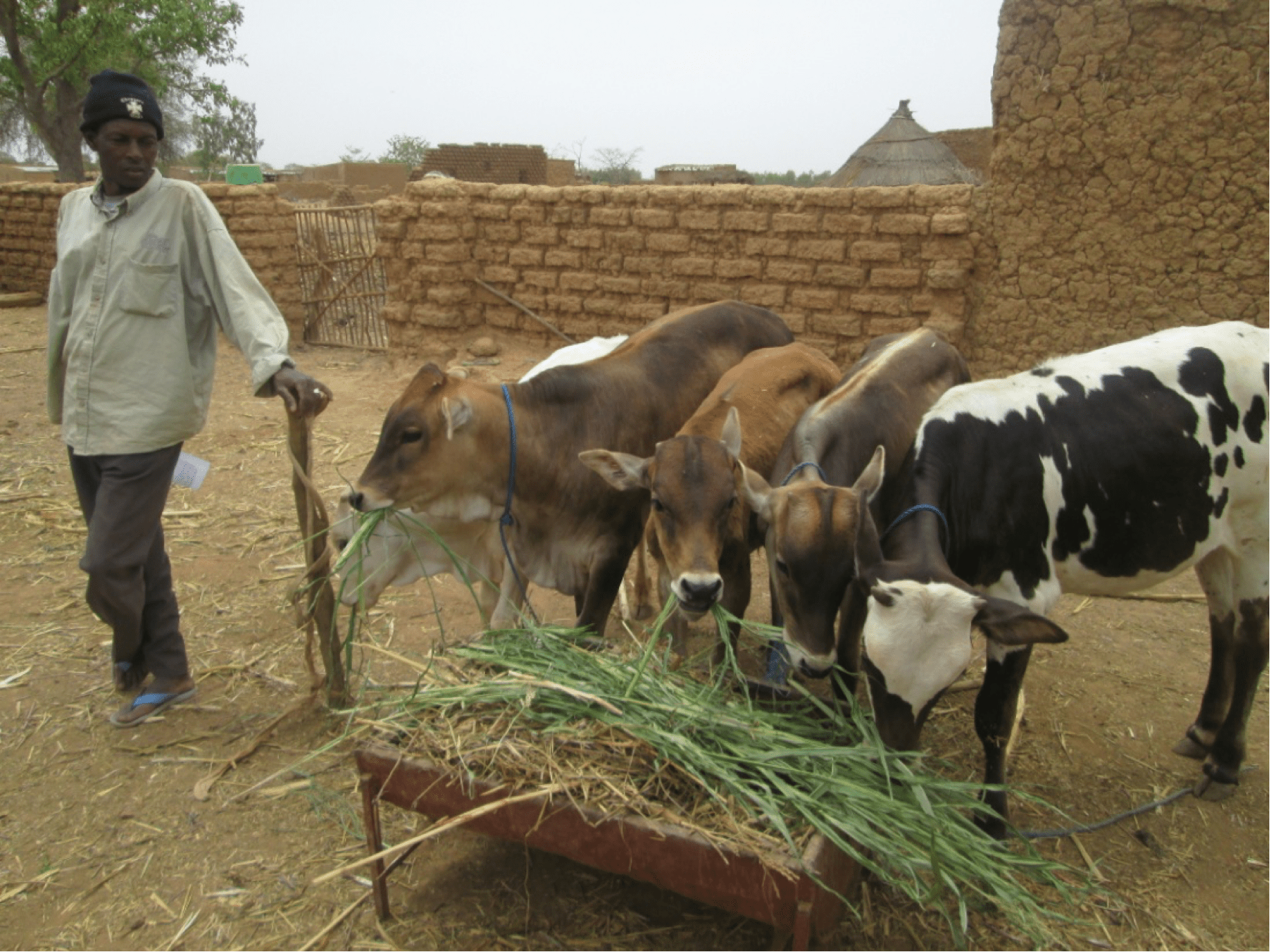 Competitiveness and resilience of smallholder farmers | SNV
