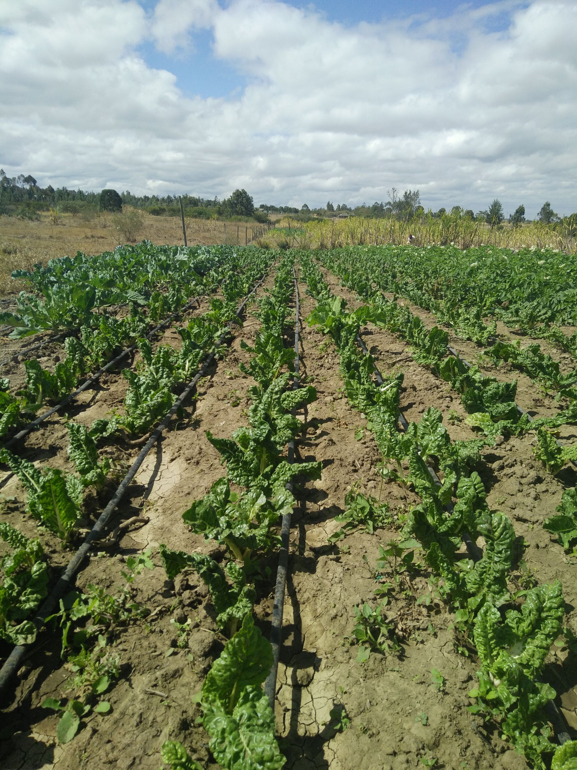 Integrated management of rainwater for crop-livestock agro-ecosystems | SNV