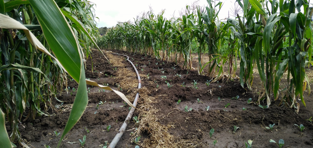 SNV launches guide for Farmer-Led Irrigation Development | SNV