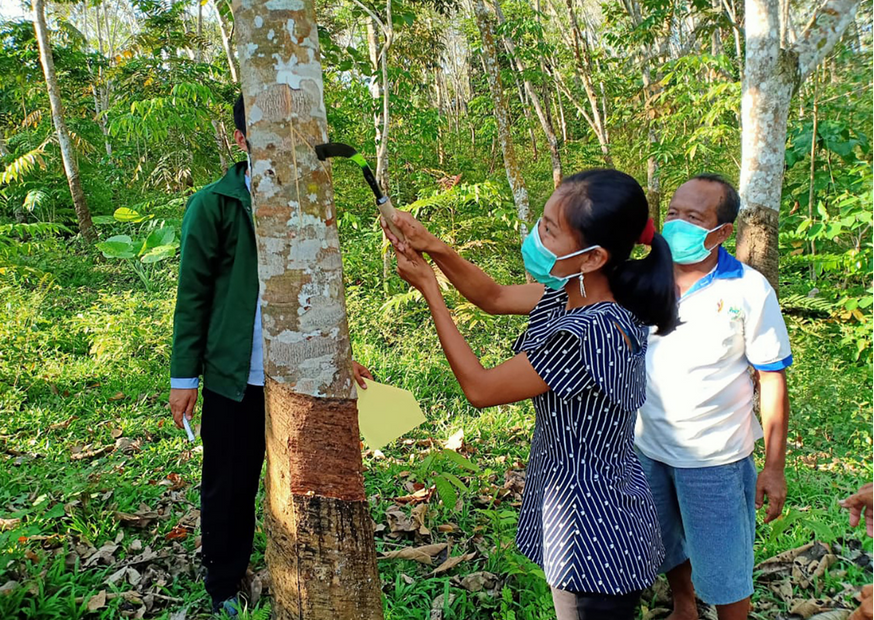 Engaging businesses for a more sustainable rubber supply chain | SNV