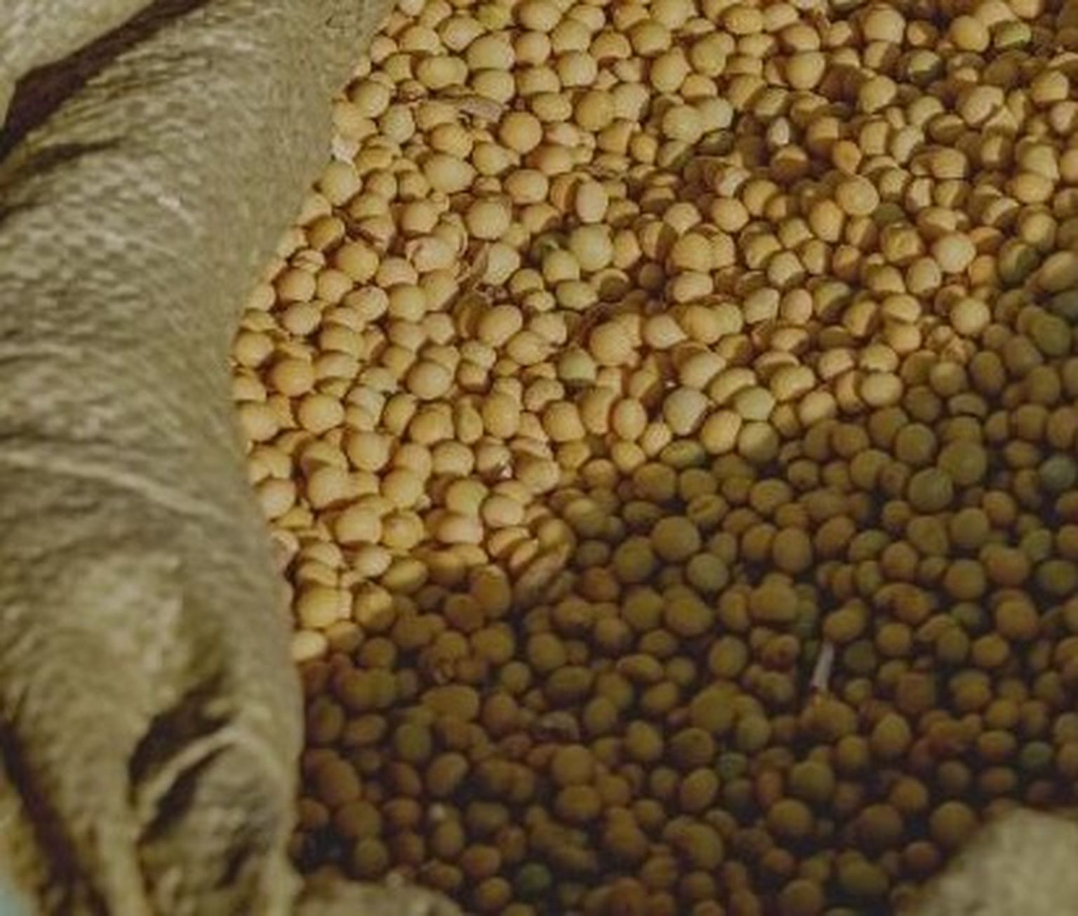 Learning events with farmers increasing take up of climate smart ...