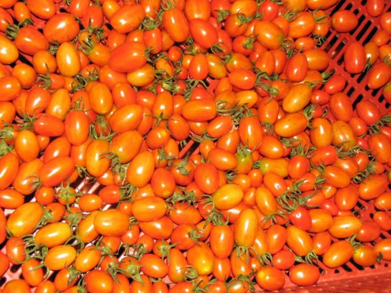 Launch HortiFresh programme | SNV