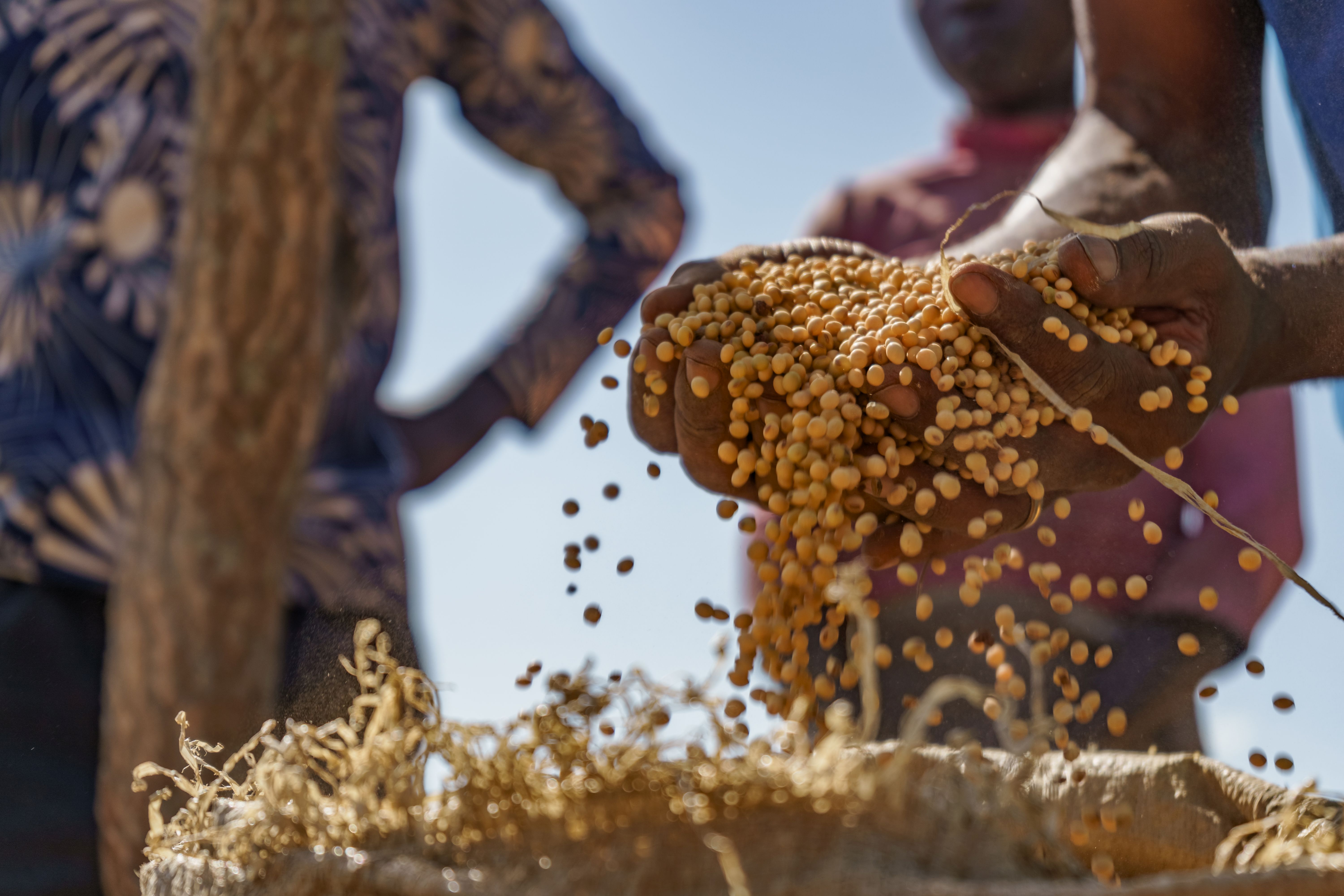 Digitalising agri-food value chains in East Africa | SNV