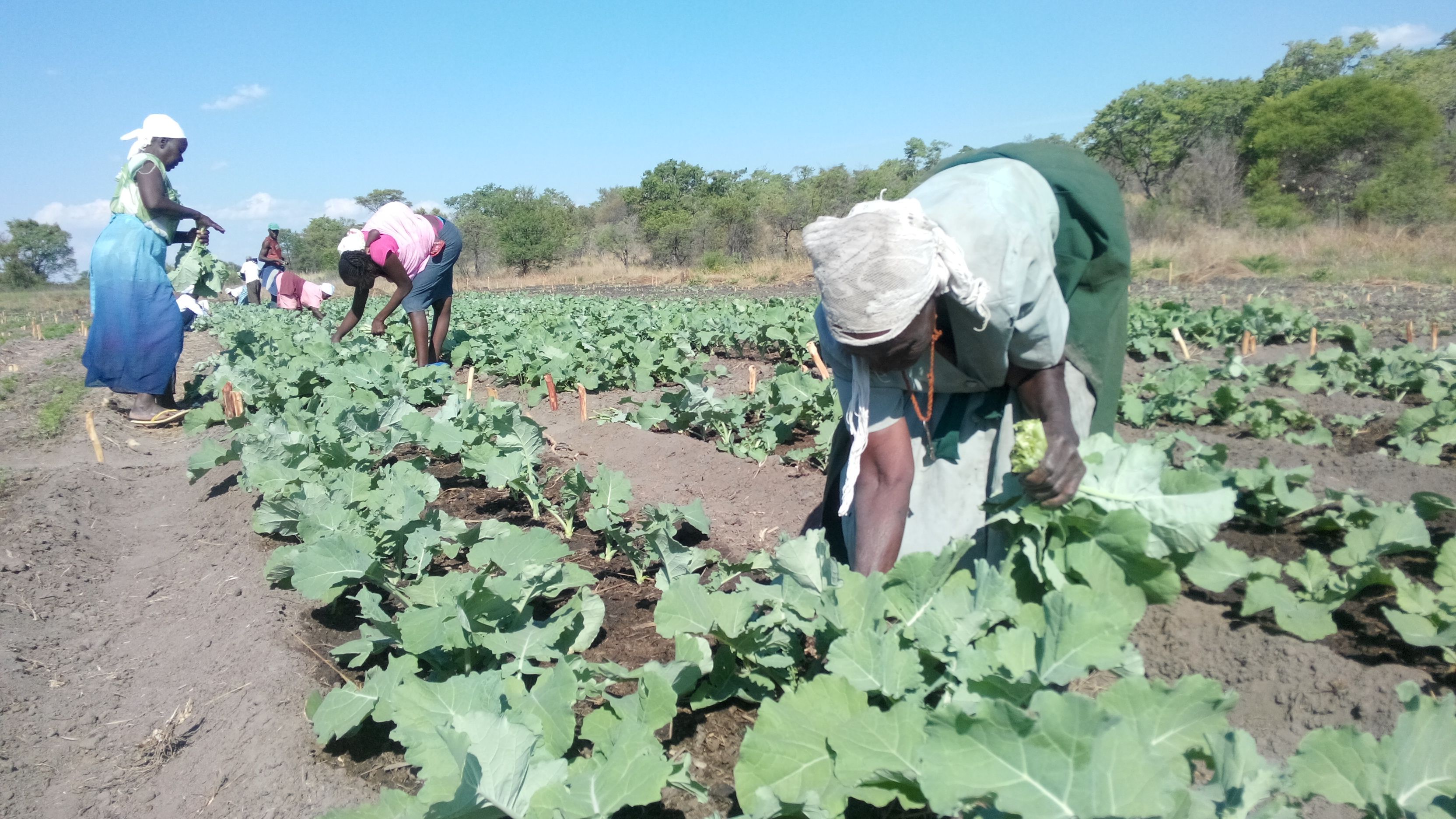 Enhancing Nutrition, Stepping up Resiliency and Enterprise (ENSURE) | SNV