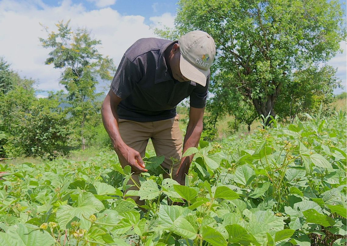 Climate resilient agriculture: The smart way for green gram farmers | SNV