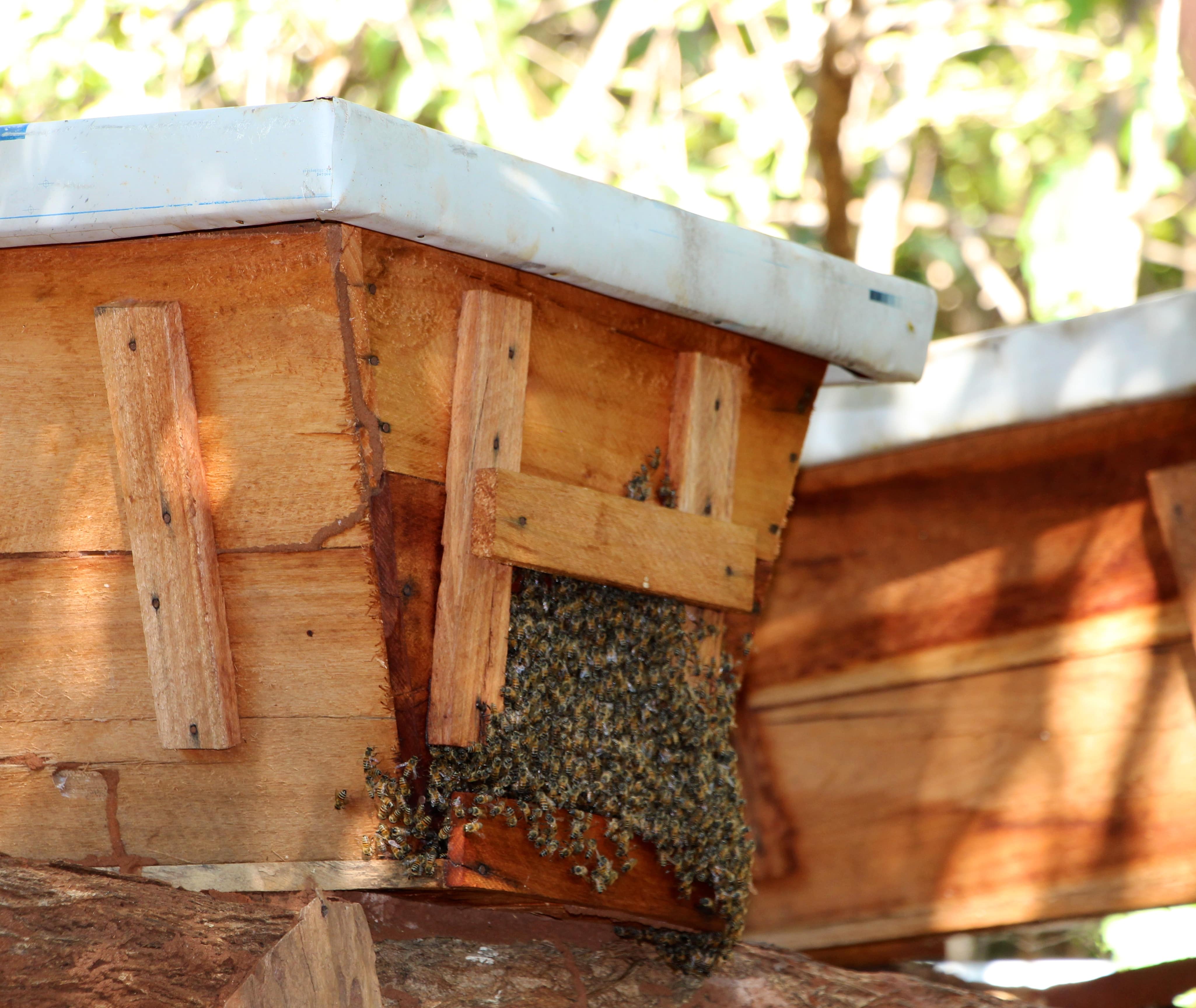 Trade and Investment Project for Enhanced Competitiveness of Zambia’s ...