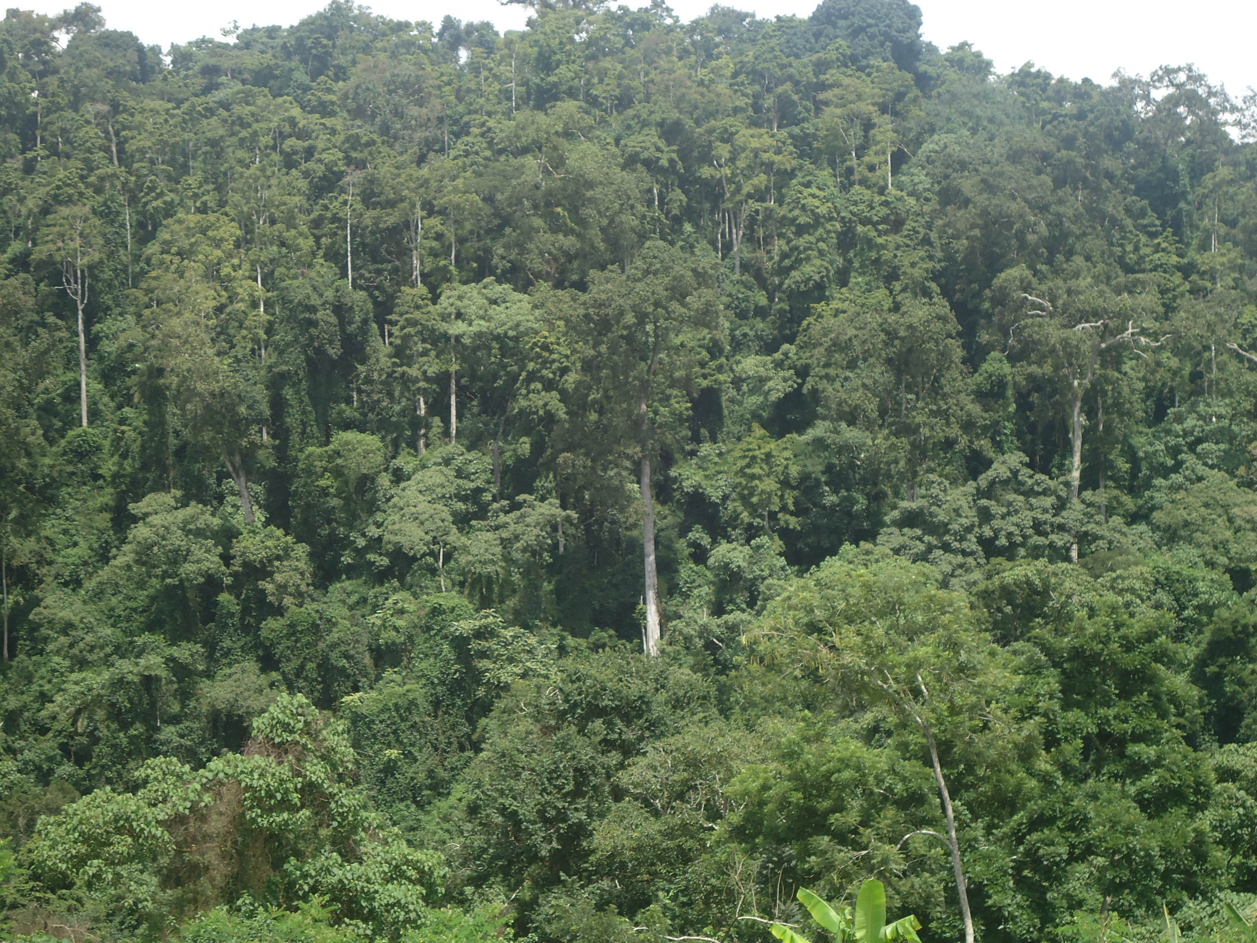 Strengthening Enabling Environment for Clean Cooking Sector of Ethiopia ...