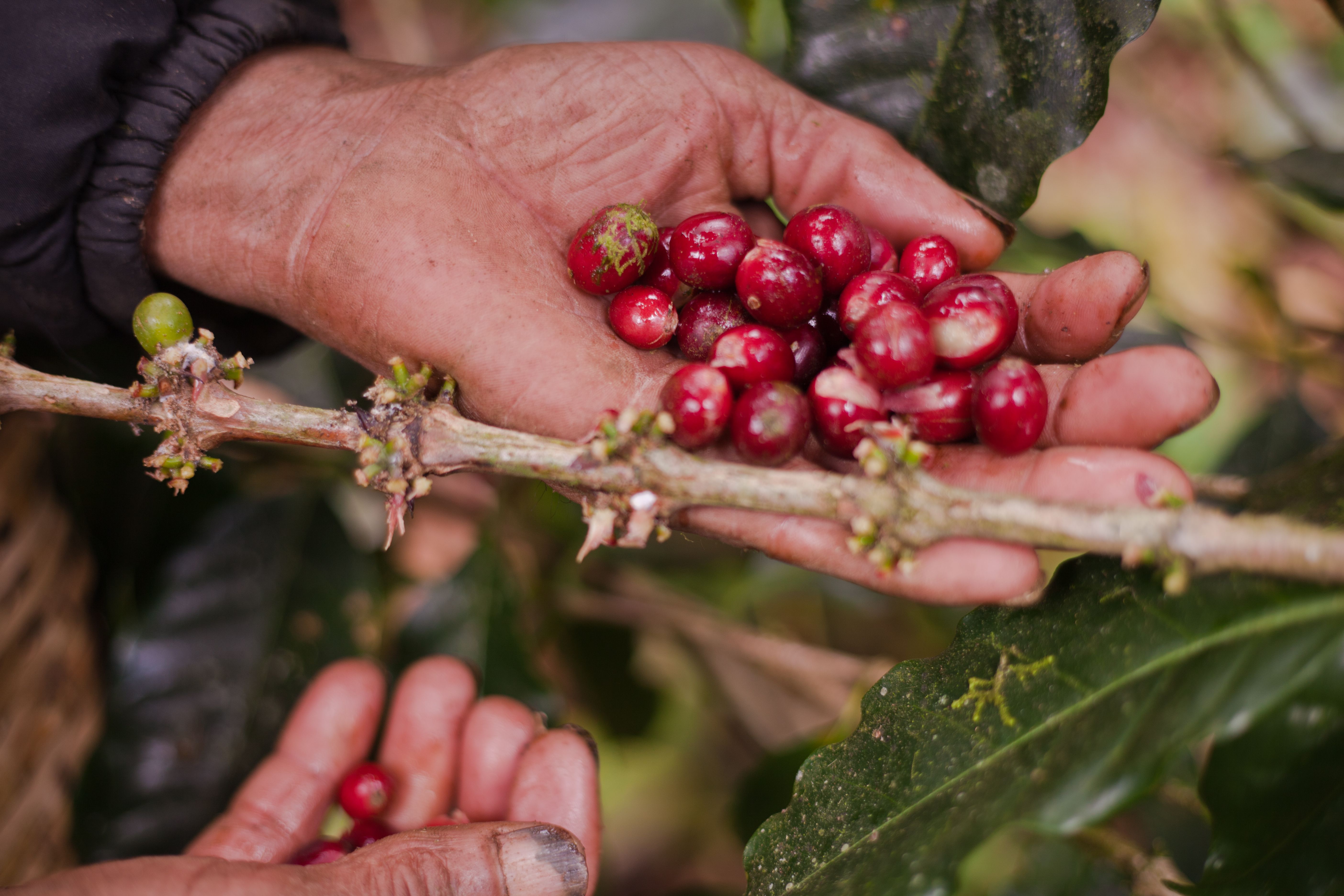 New Video - Growing Green for ECOM: Sustainability profits Nicaragua's ...