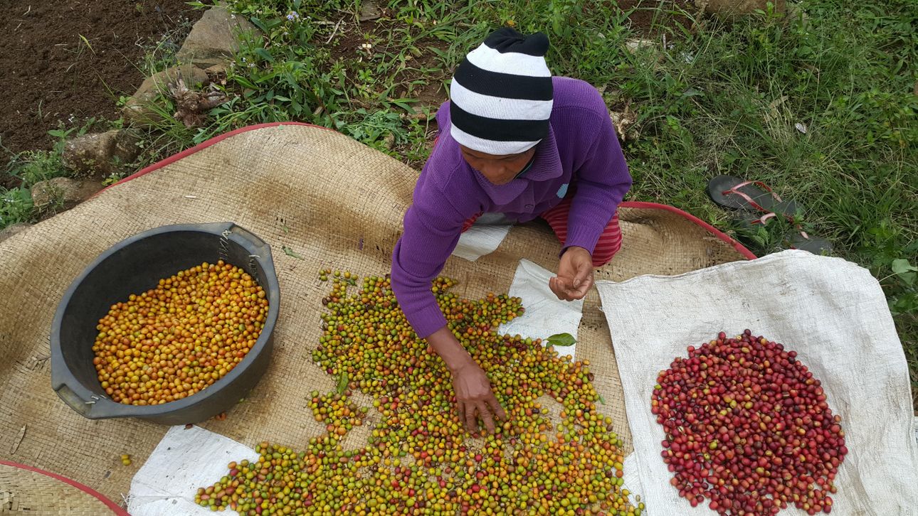 New Coffee Futures | SNV