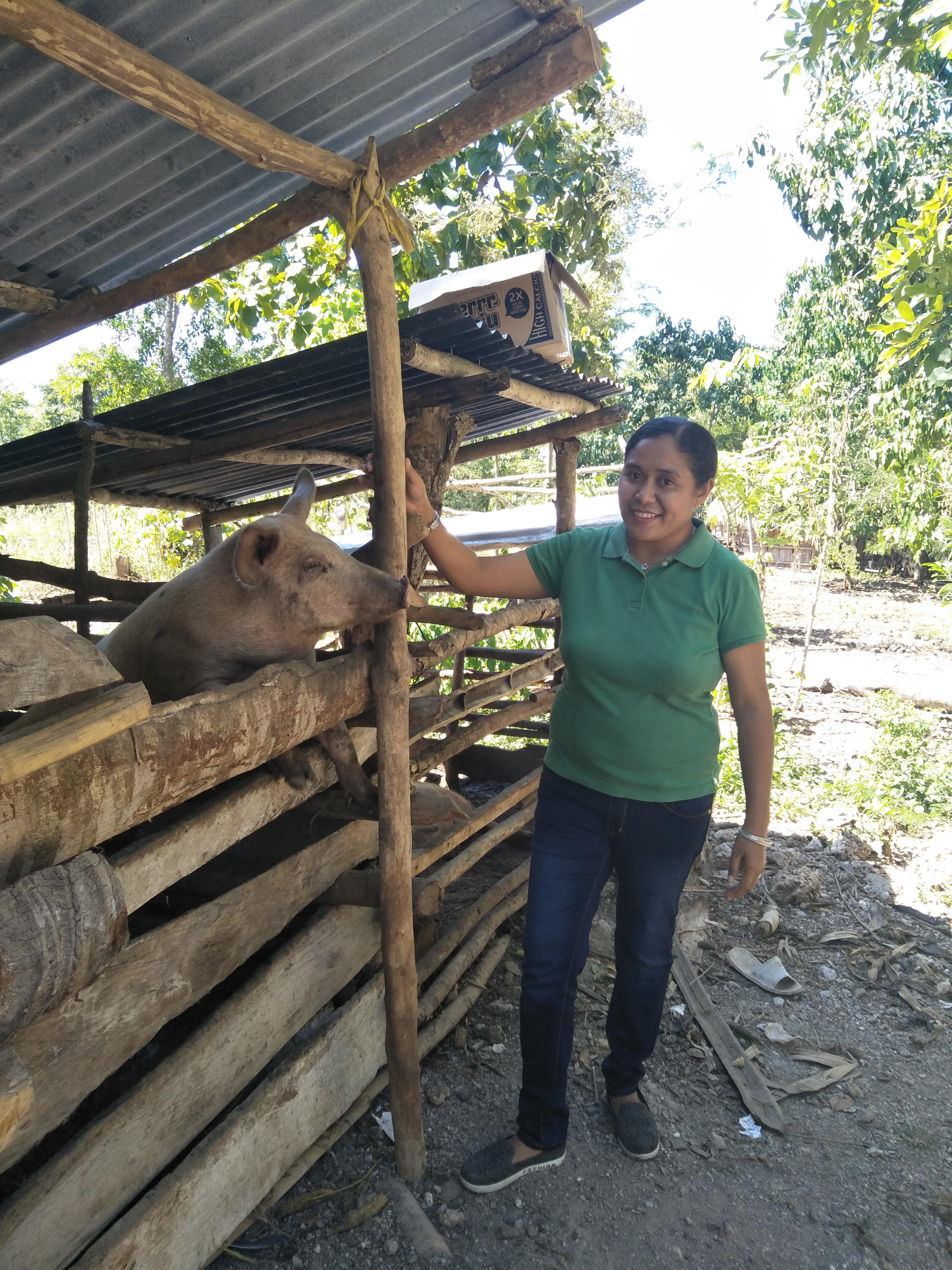 SNV pig feed project exceeds targets | SNV