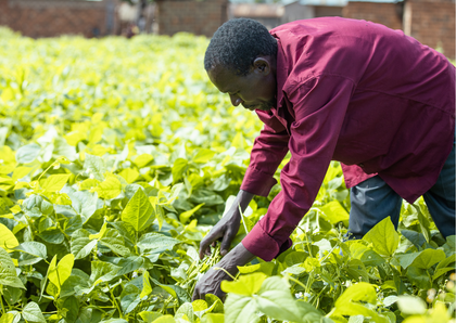 Climate Resilient Agribusiness for Tomorrow (CRAFT) | SNV