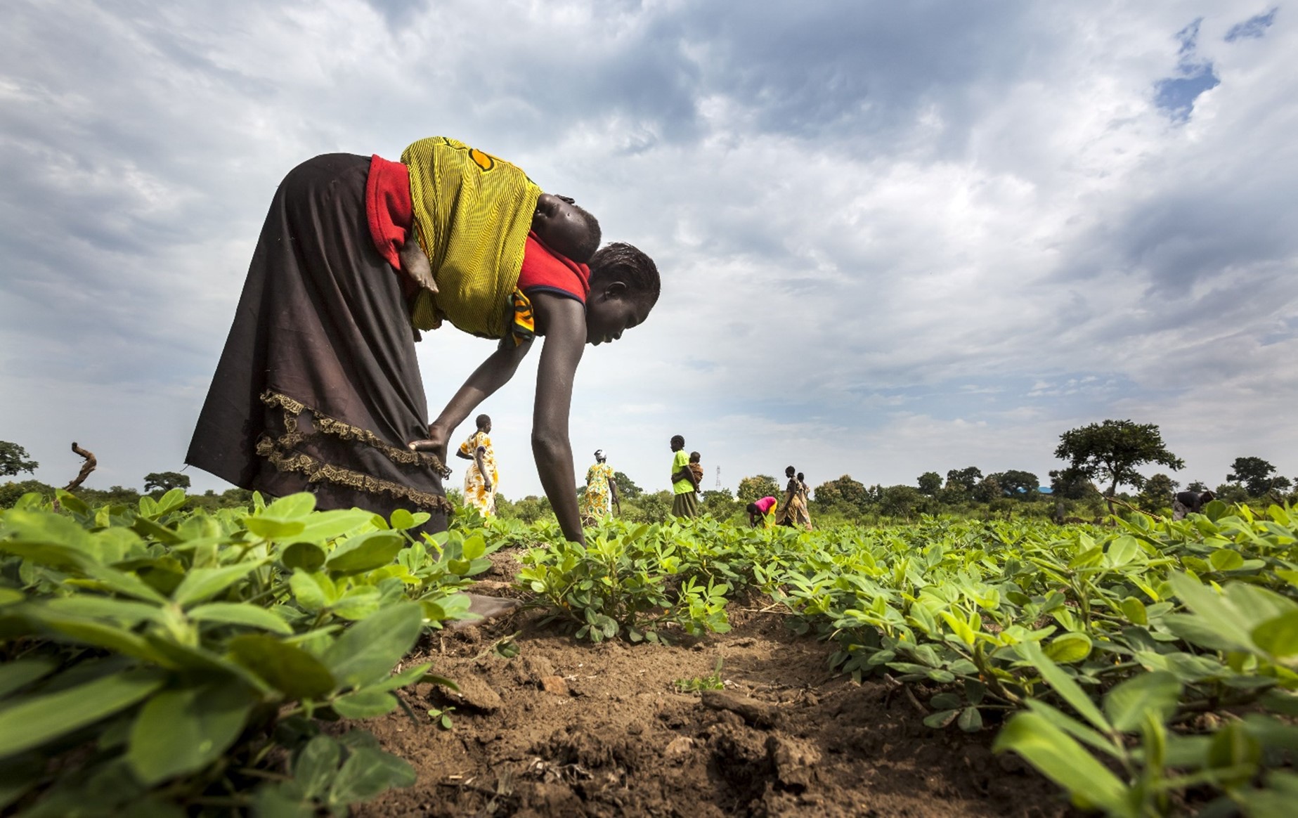 SNV in Agri-Food | SNV