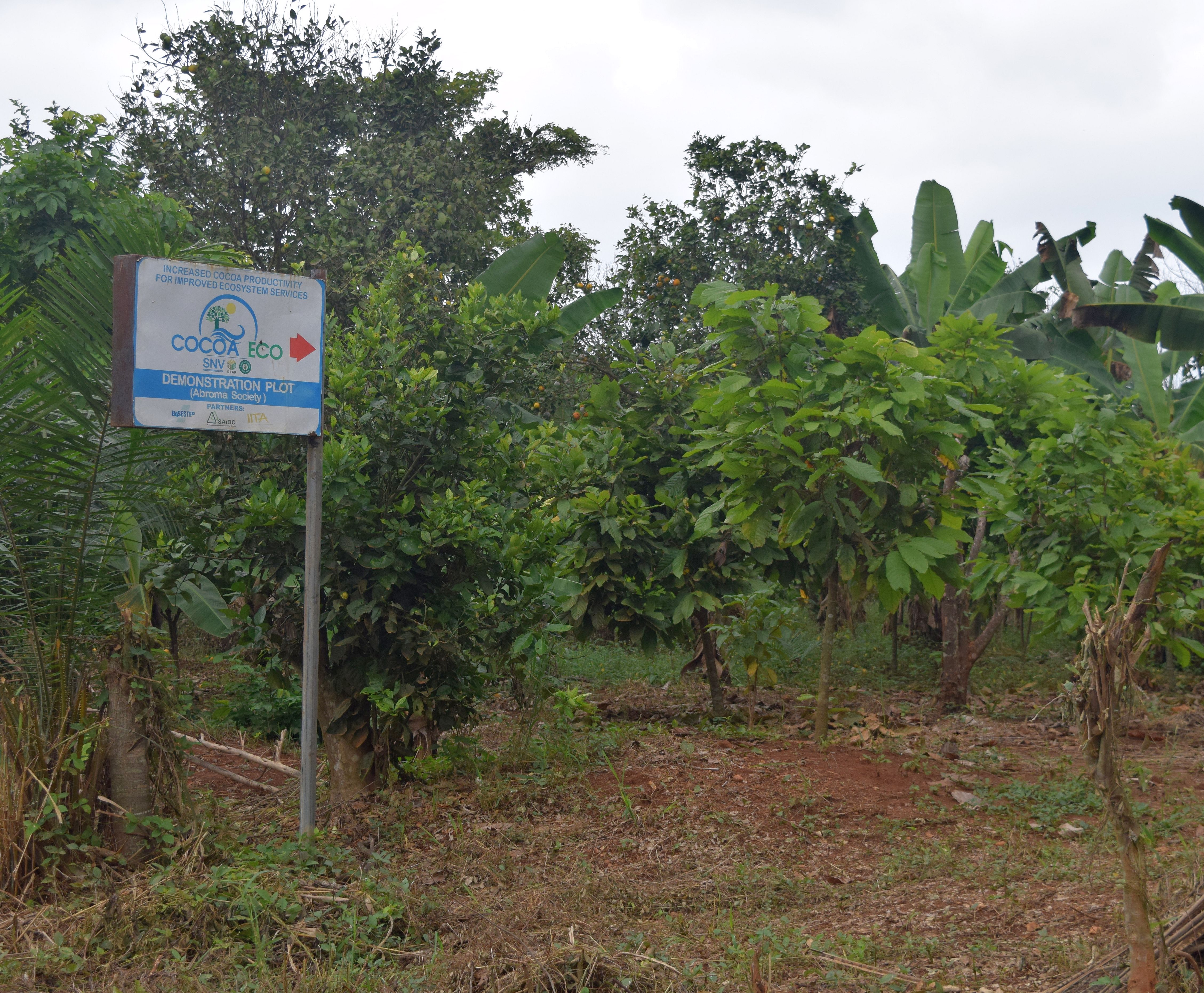 Cocoa Eco-Project | SNV