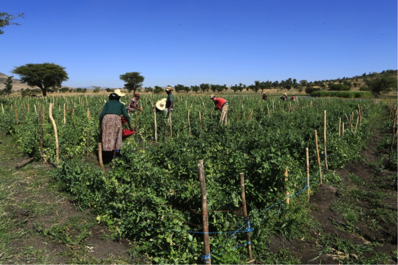 Innovative Business Model SNV