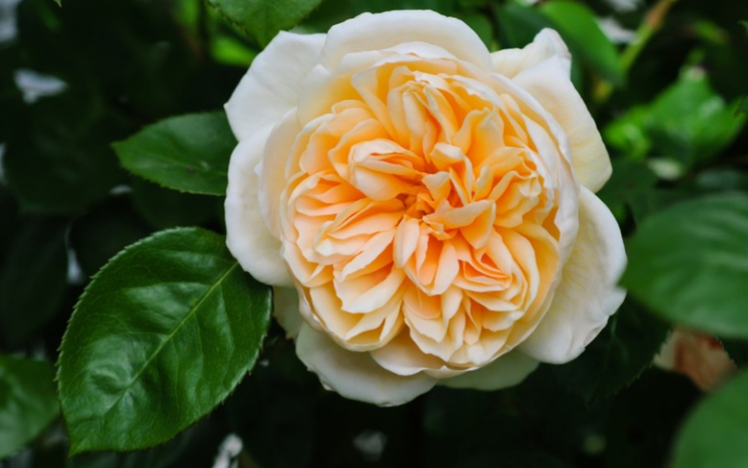 Per un amore senza fine…le rose - Iper