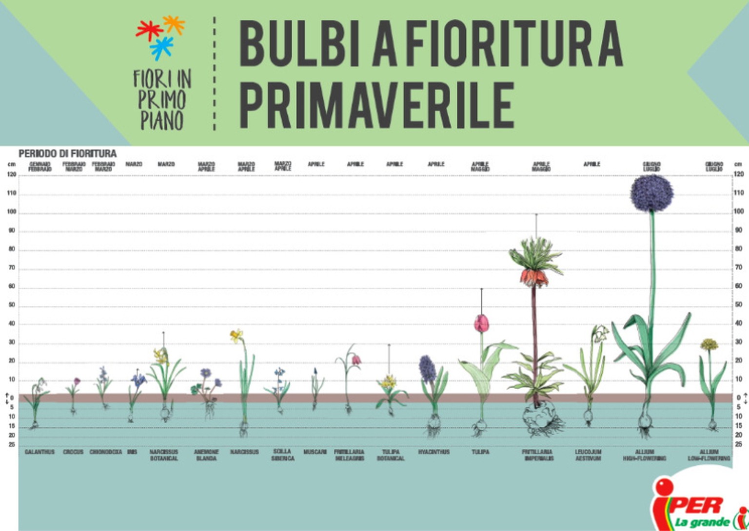 Bulbi primaverili - Iper