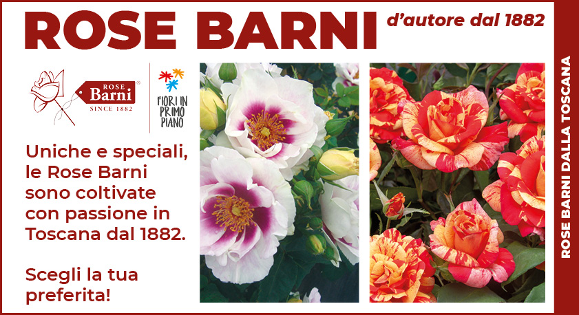 Le Rose Barni: rose d'autore - Iper