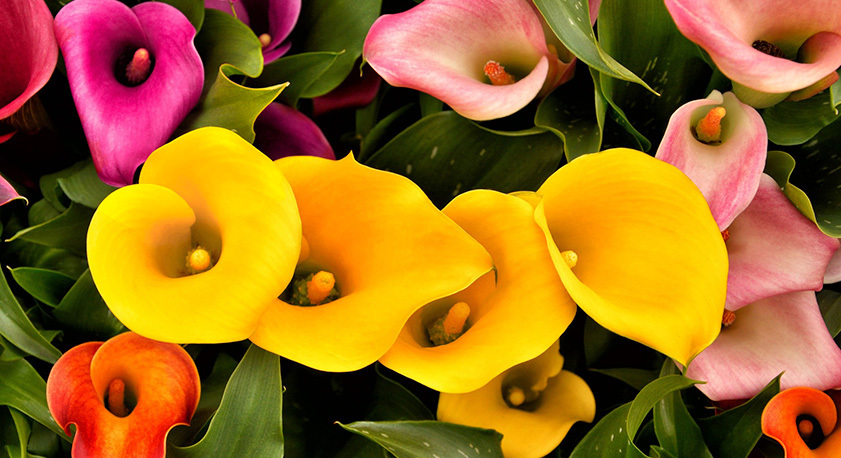 Calla: come prendersene cura - Iper