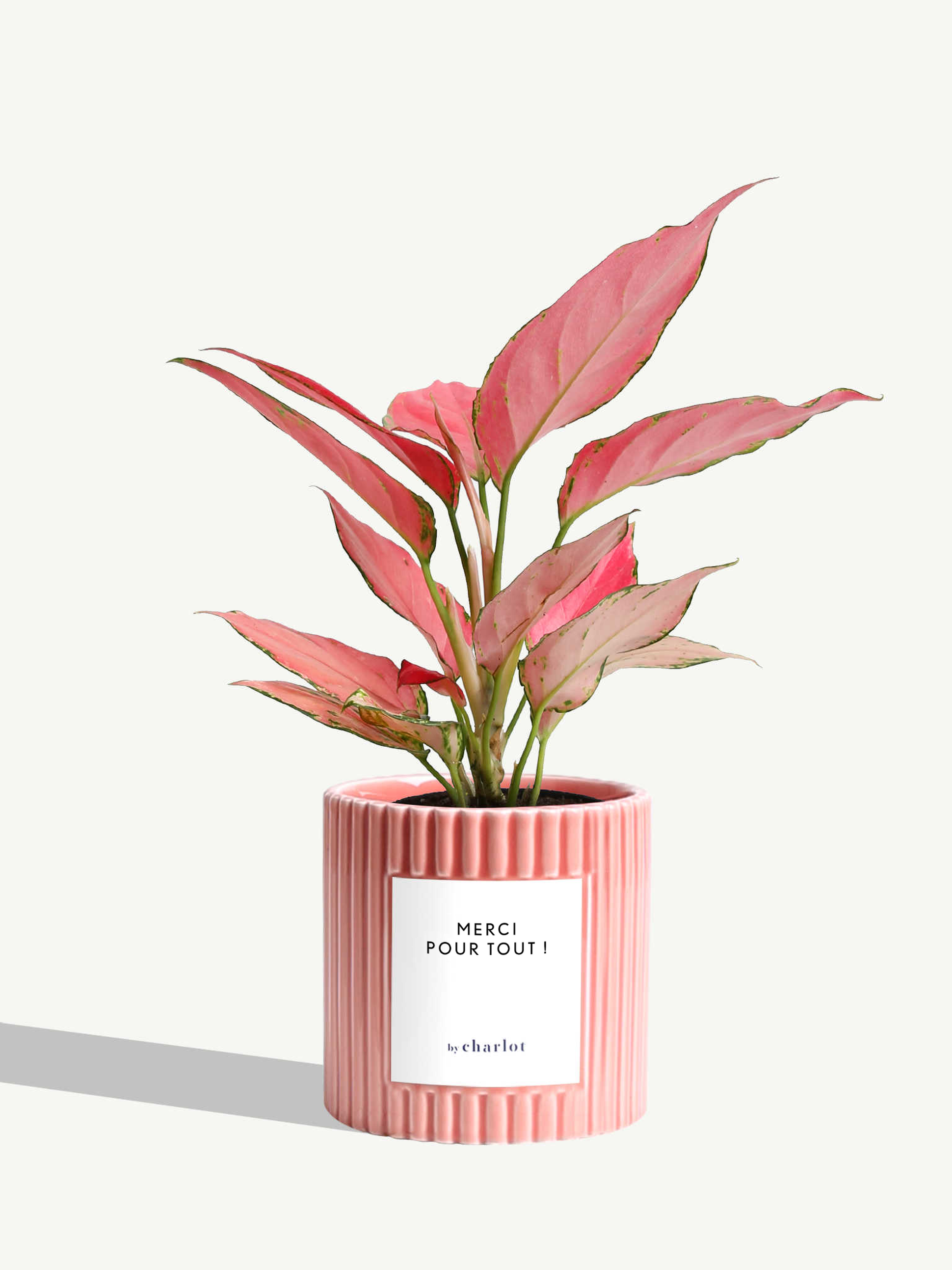 La Maison By Charlot