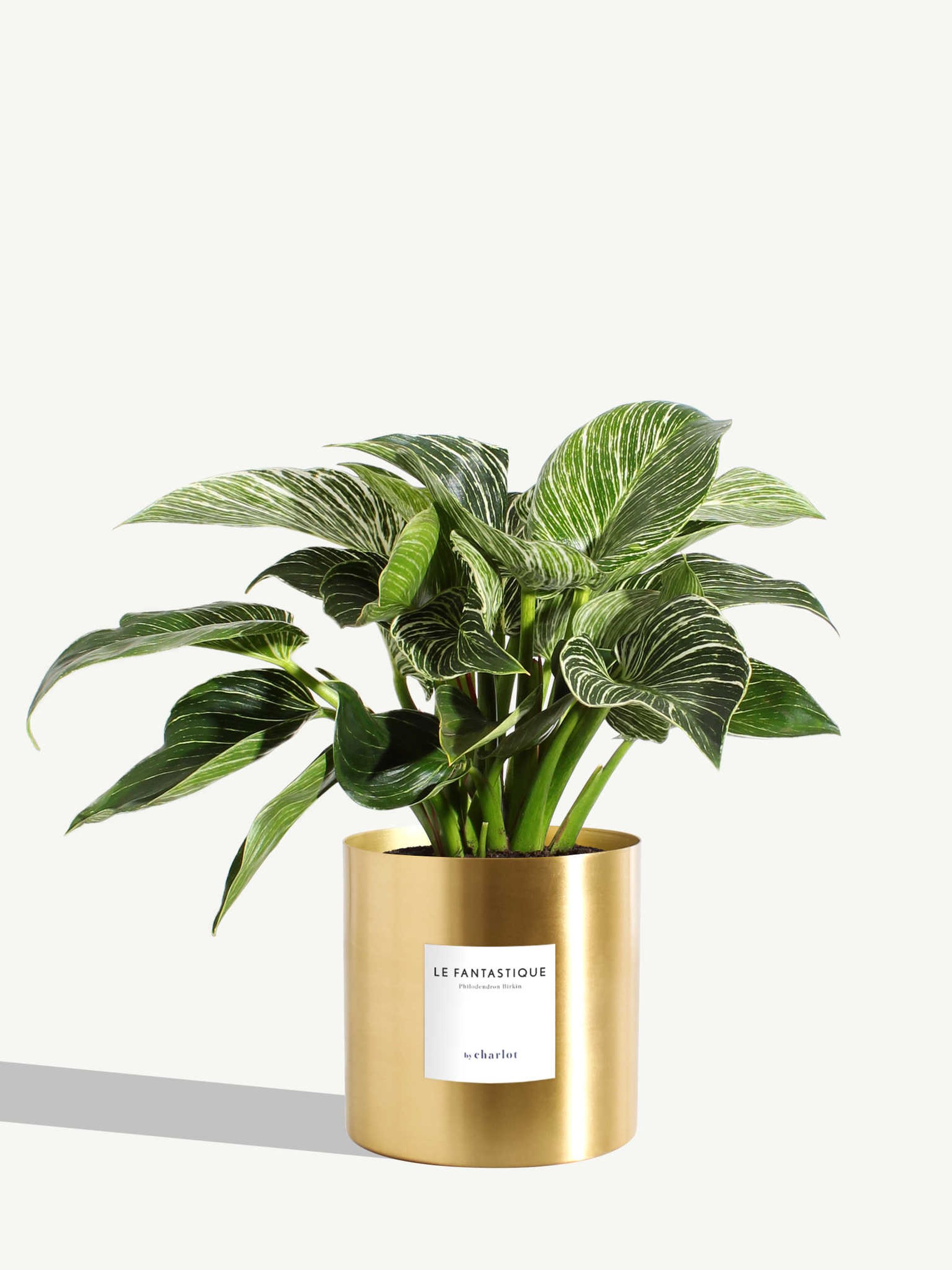 La Maison By Charlot