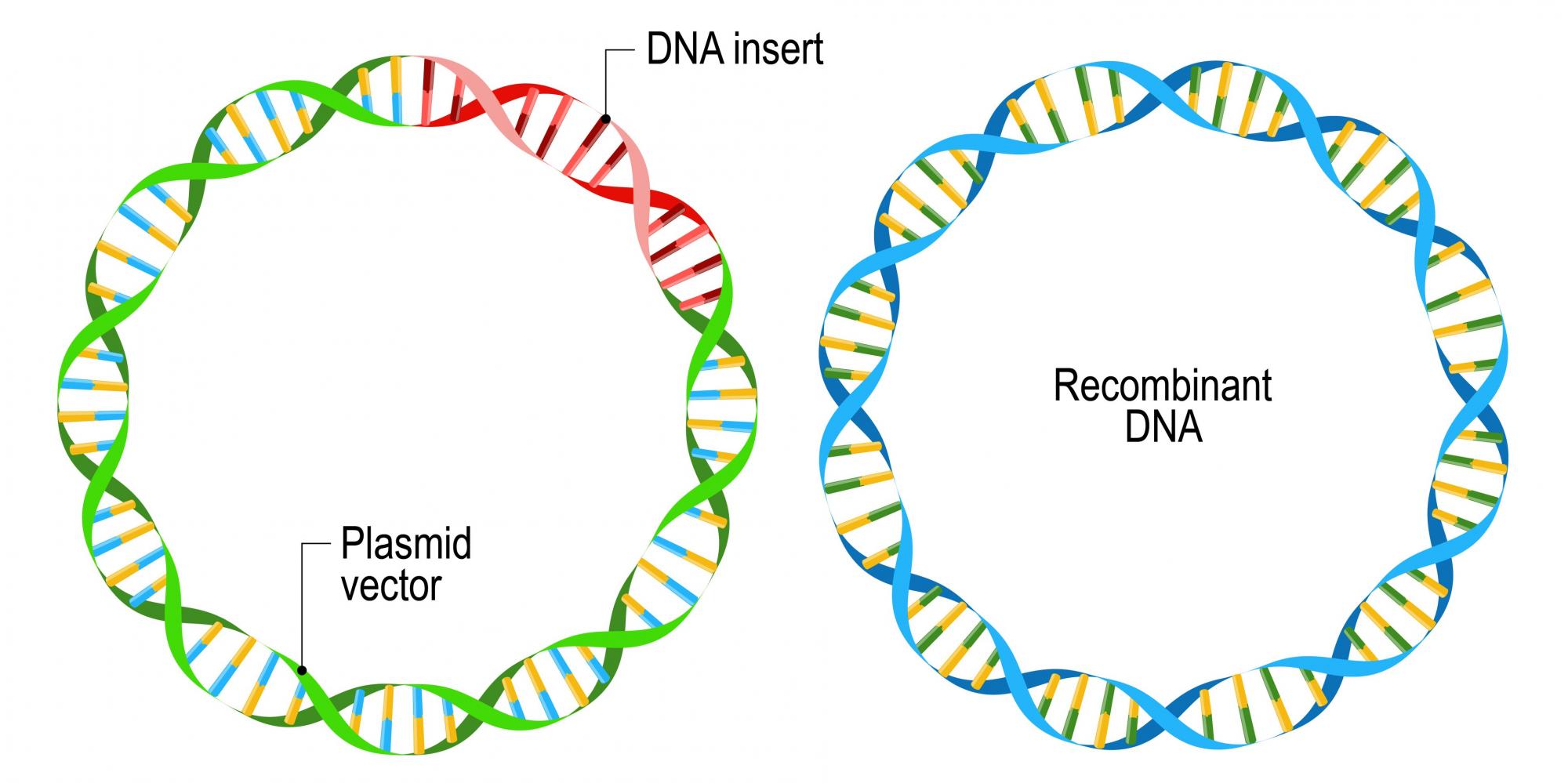 Circuit-seq: Circular reconstruction of cut in vitro transposed ...