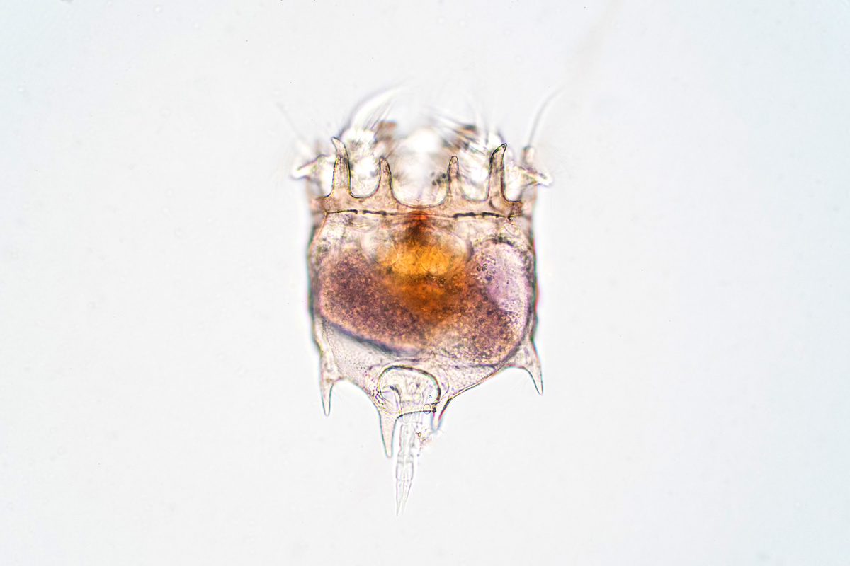 Sexual reproduction in bdelloid rotifers