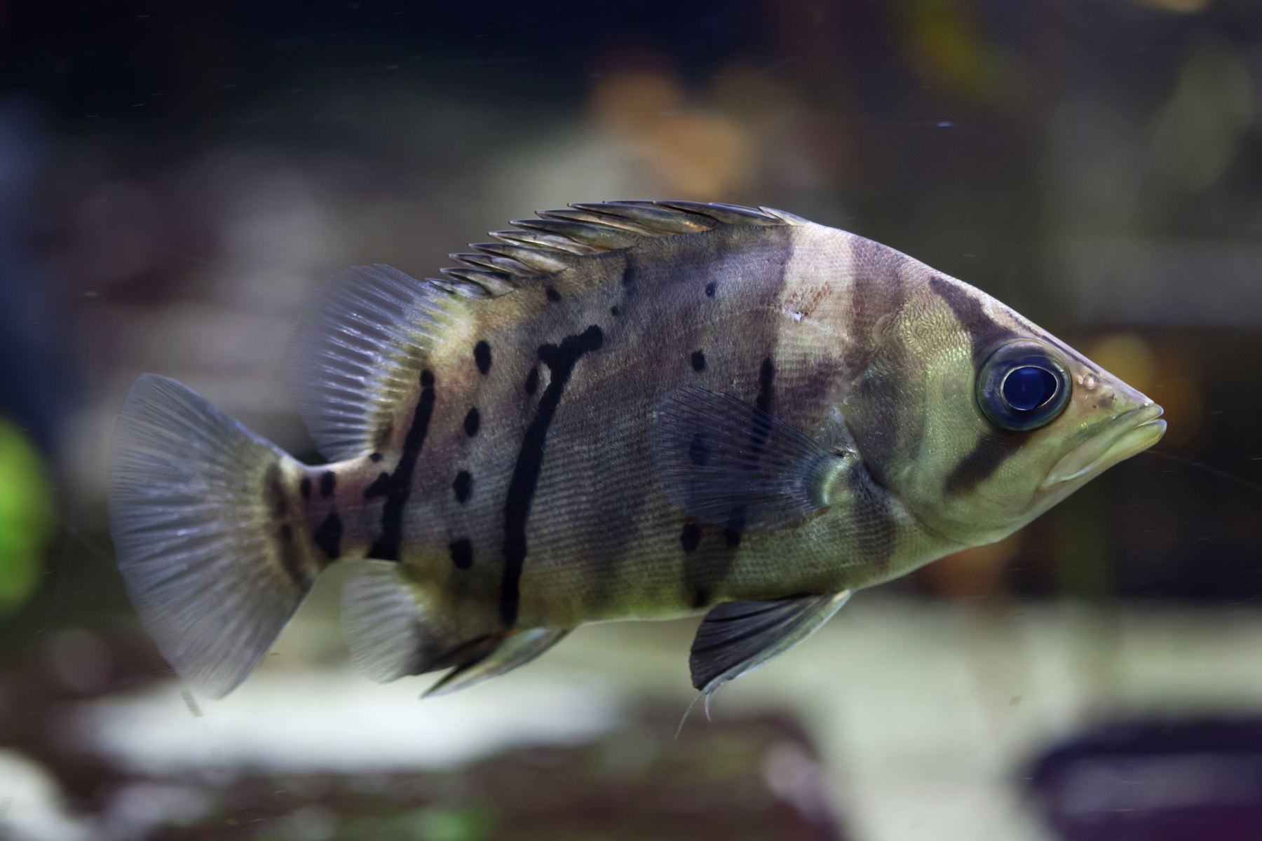 The genome of Mekong tiger perch (*Datnioides undecimradiatus ...
