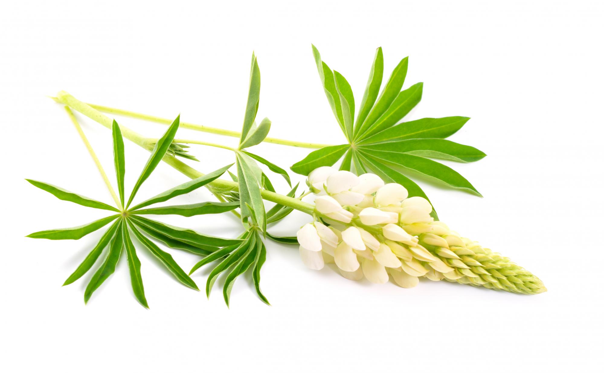Genome sequence of the cluster root forming white lupin