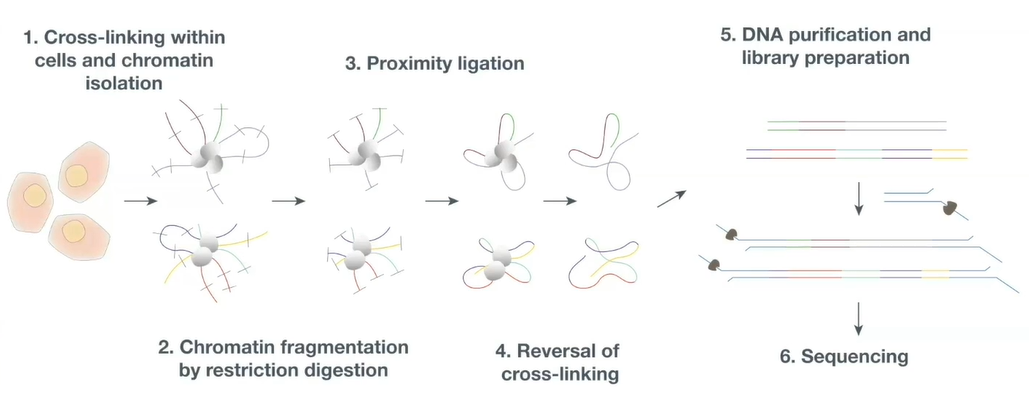 Chromatin conformation | Oxford Nanopore Technologies | Oxford Nanopore Technologies