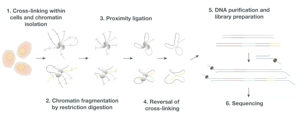 Chromatin conformation | Oxford Nanopore Technologies