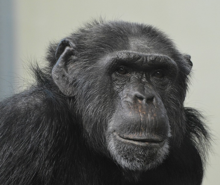 Identification of Structural Variation in Chimpanzees Using Optical ...